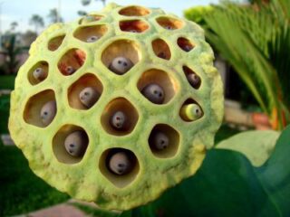 Trypophobia | How to Overcome the Fear of Holes